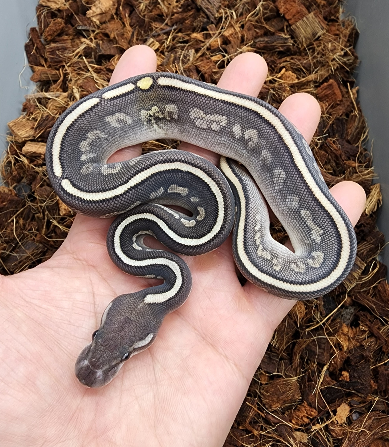 Spotnose Redstripe Cinny Mojave Yb Het Clown Ball Python by Bobs Balls ...