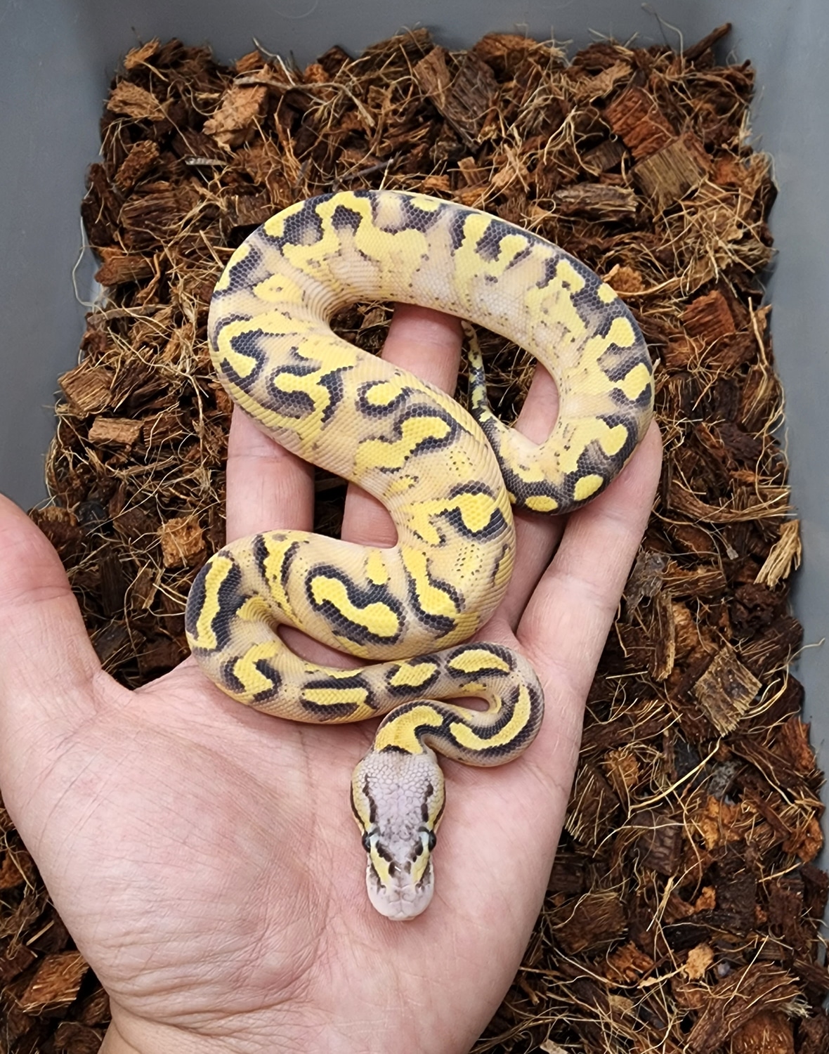 Pastel Gravel Spark Ball Python by Bobs Balls - MorphMarket