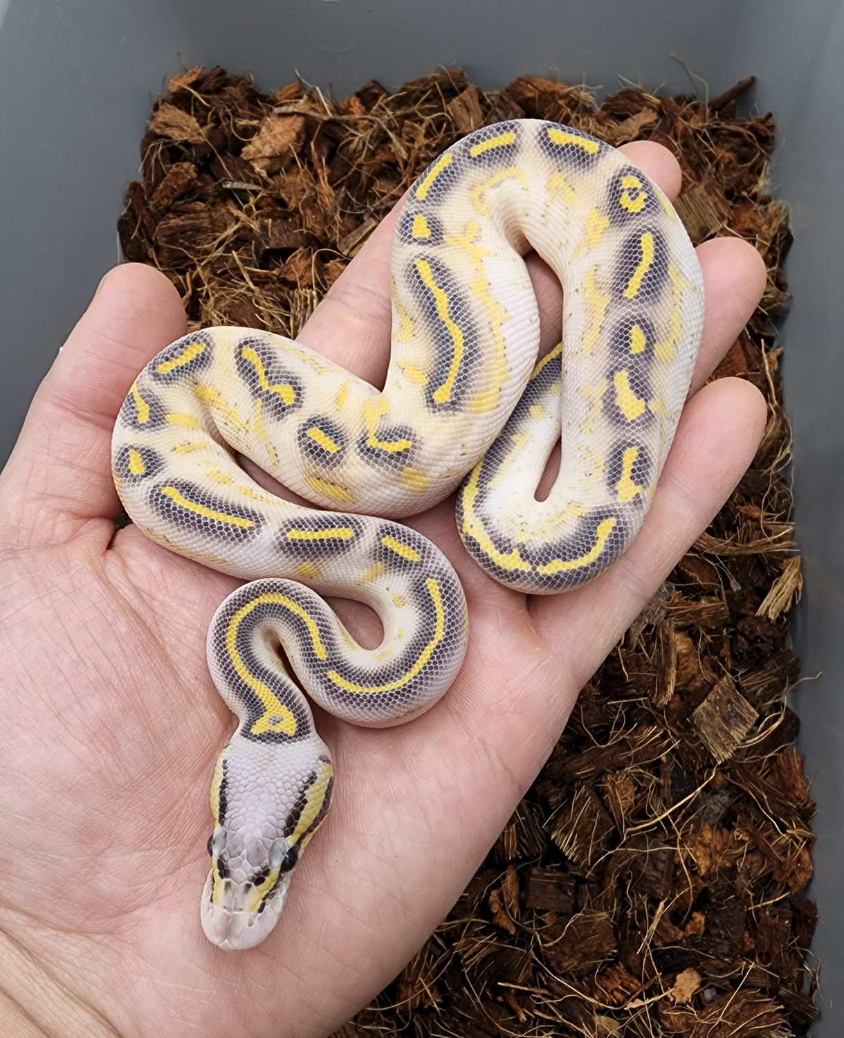 Pastel Highway Ball Python by Bobs Balls - MorphMarket