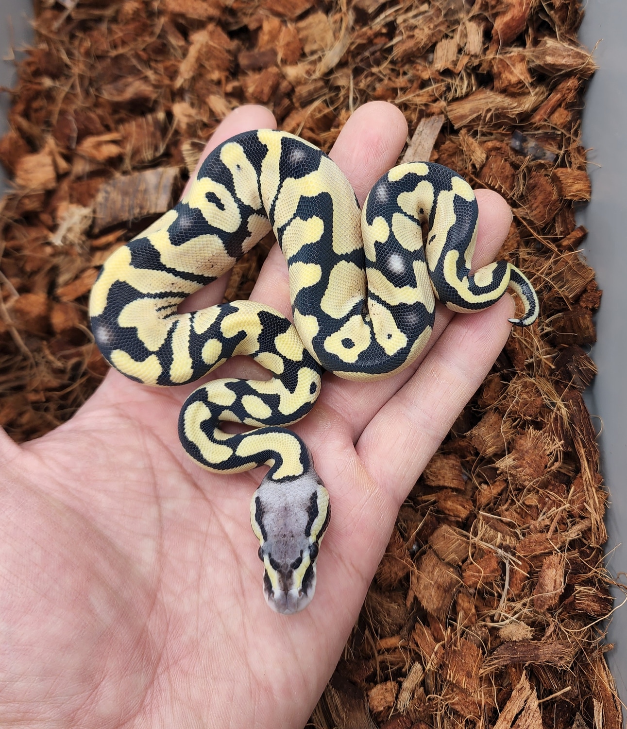 Pastel Desert Ghost 66% Ph Vpi Axanthic Ball Python by Bobs Balls ...