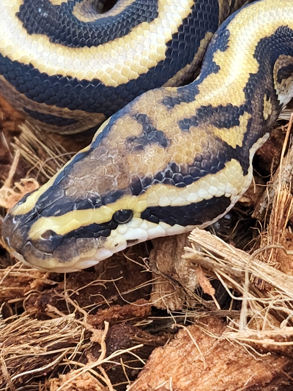 Redhead Spotnose Het Clown Ball Python by Bobs Balls - MorphMarket