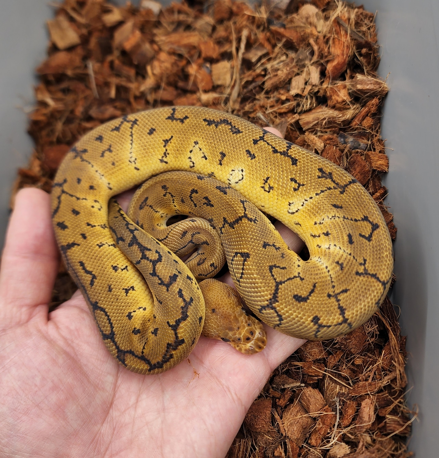 Pinstripe Clown Het Desert Ghost Ball Python by Bobs Balls - MorphMarket