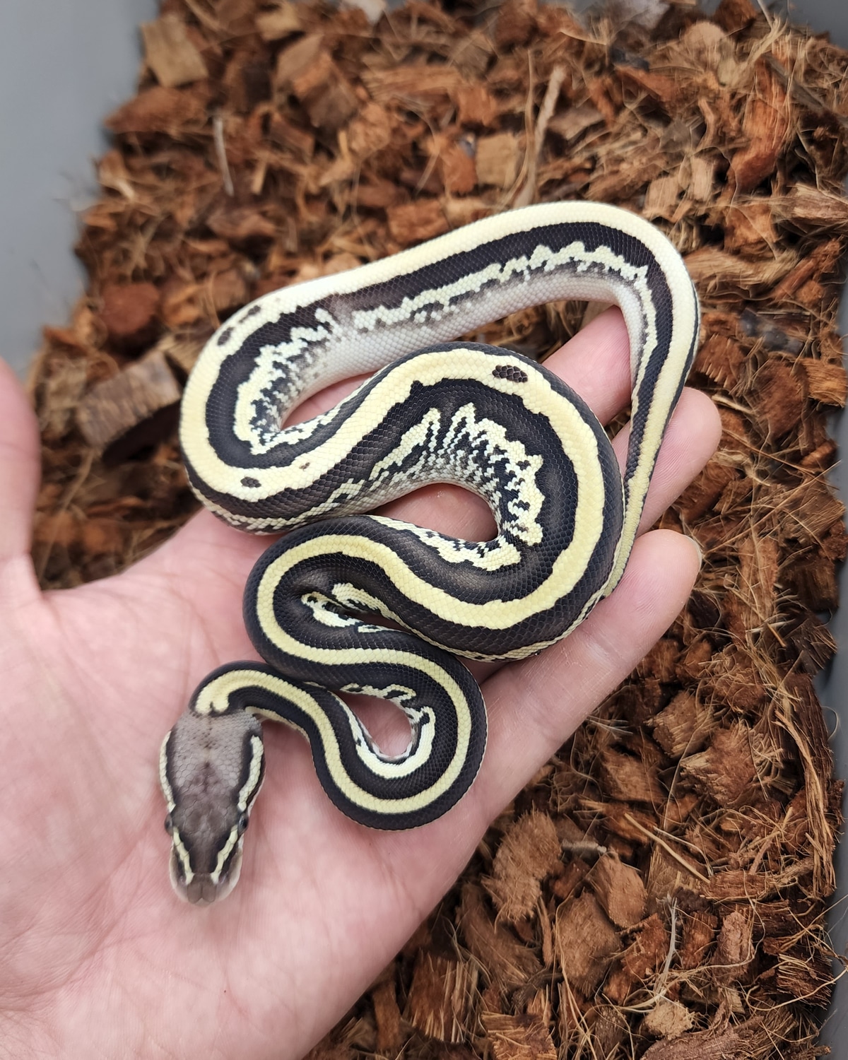 Pastel Lesser Leopard Lace Ball Python by Bobs Balls - MorphMarket