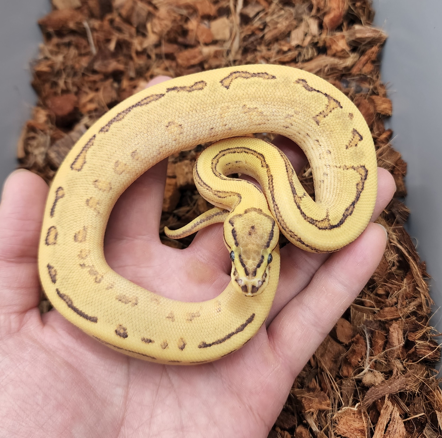 Od Enchi Pin Fire Yb Het Pied Ball Python by Bobs Balls - MorphMarket