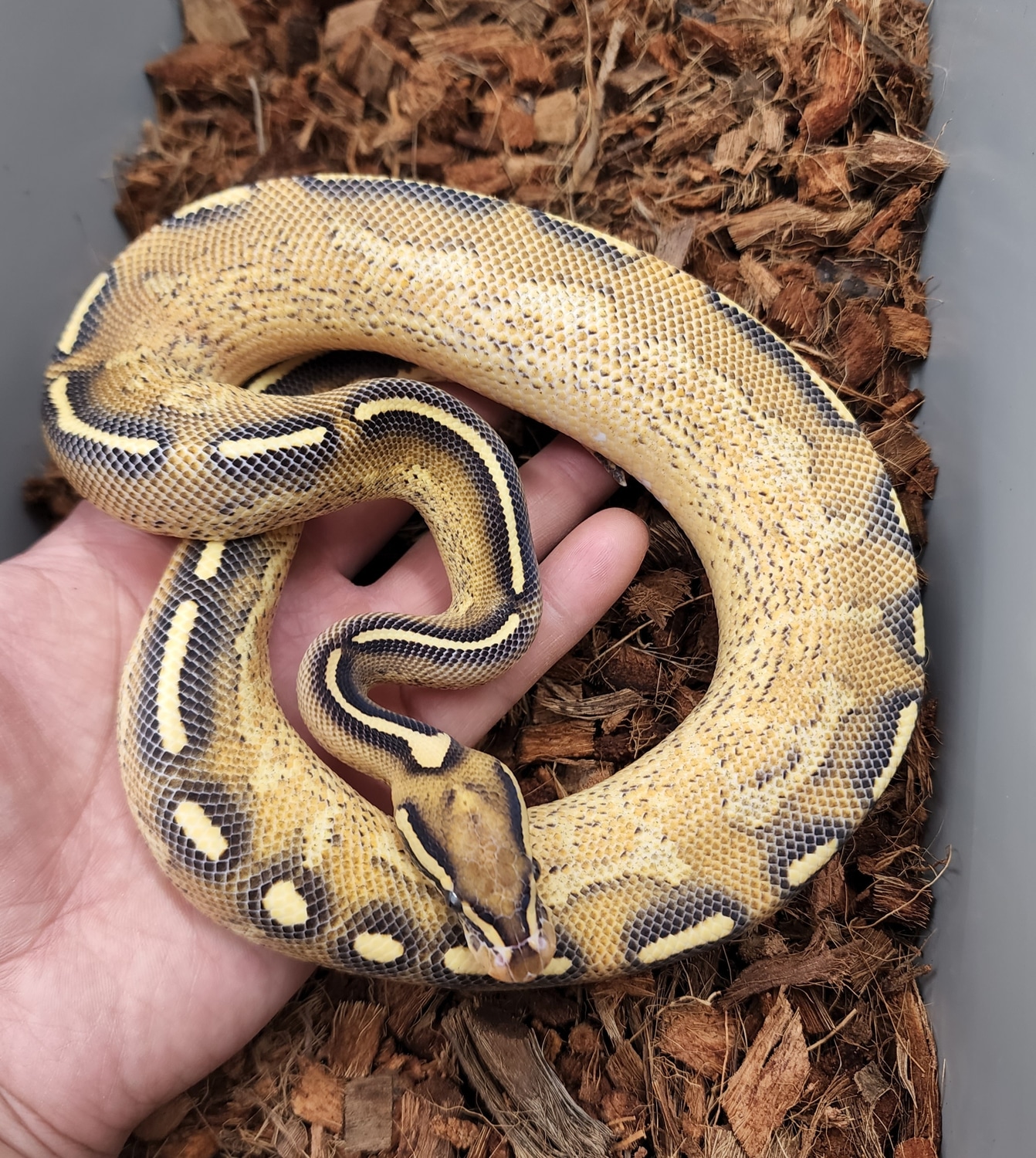 Od Freeway Ball Python by Bobs Balls - MorphMarket
