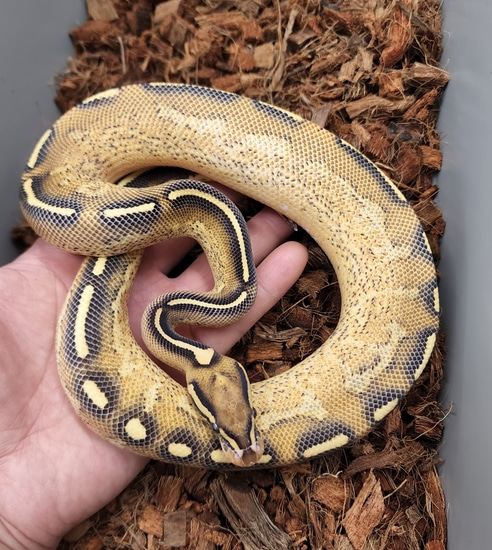 Od Freeway Ball Python by Bobs Balls