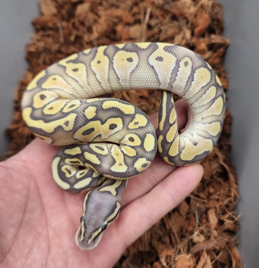 Pastel Lesser Hypo Ball Python by Bobs Balls