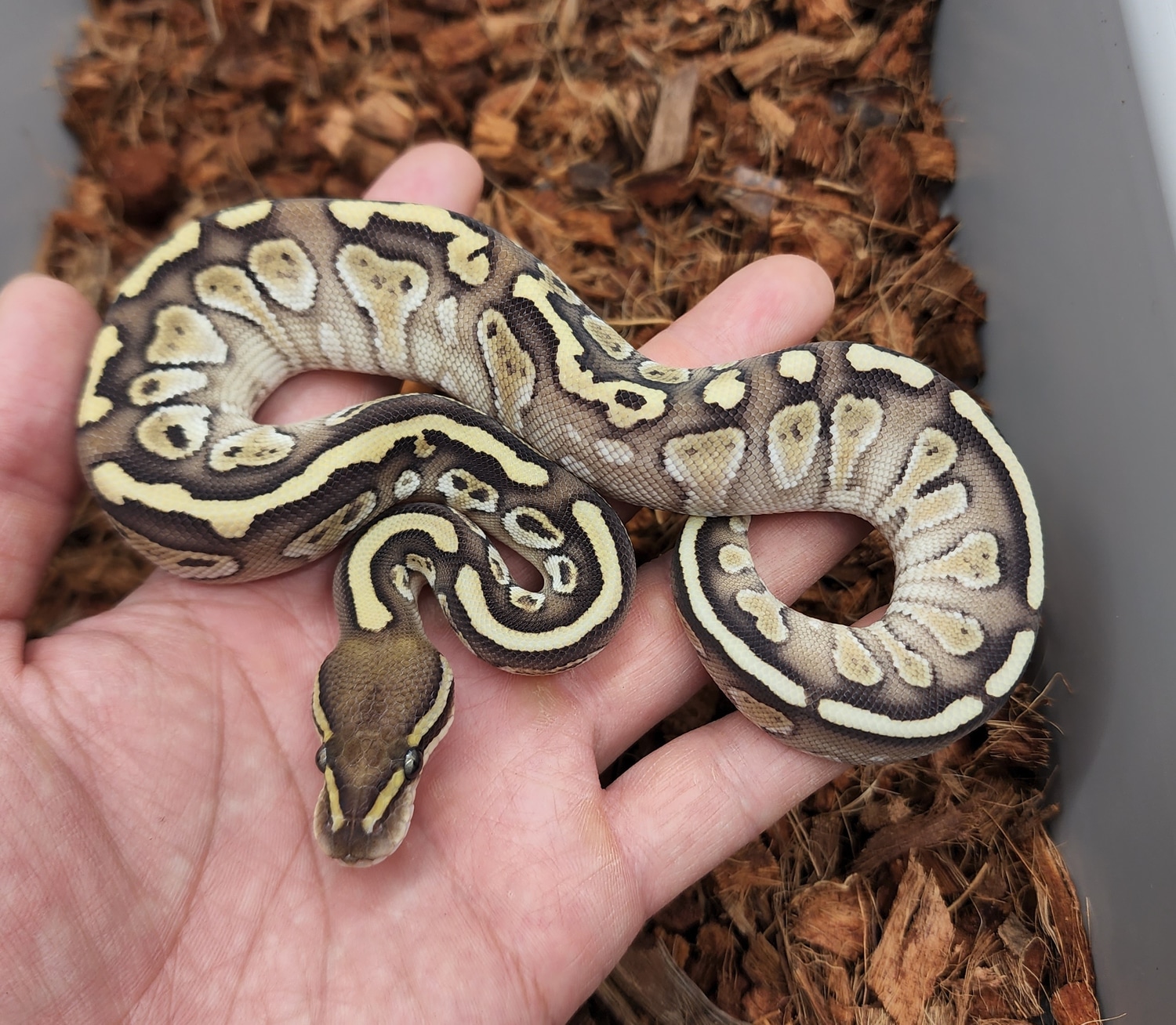 Chocolate Lesser Lace Het Hypo Ball Python by Bobs Balls - MorphMarket