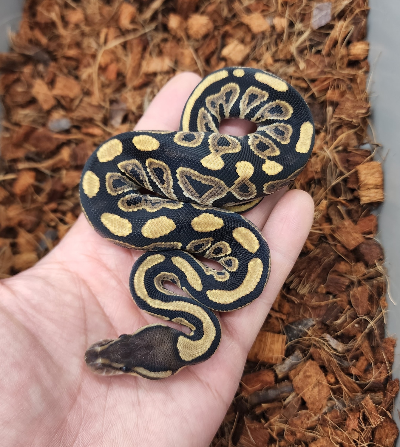 Black Pastel Triple Het Dg Clown Vpi Axanthic Ball Python by Bobs Balls ...