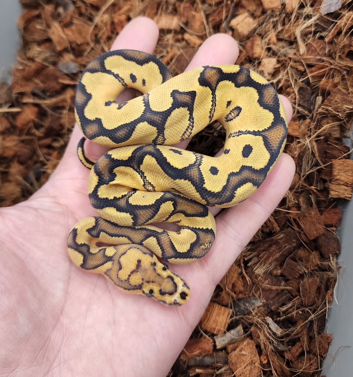 Fire Yb Clown Ball Python by Bobs Balls - MorphMarket