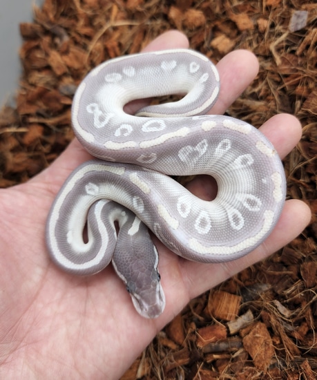 Mojave Phantom Ball Python by Bobs Balls