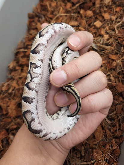 Black Pewter Lace Ball Python by Bobs Balls
