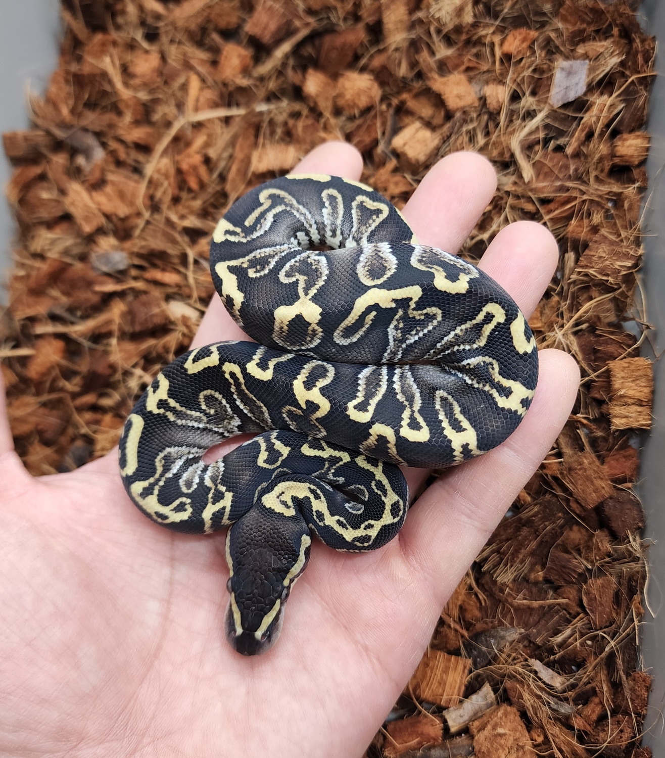 Ghi Phantom Ball Python by Bobs Balls - MorphMarket