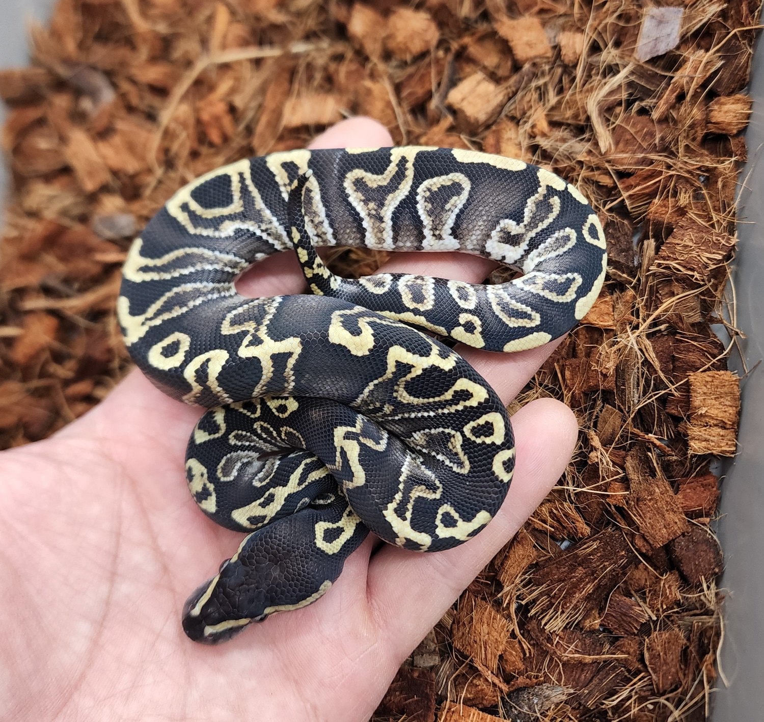 Ghi Phantom Ball Python by Bobs Balls - MorphMarket