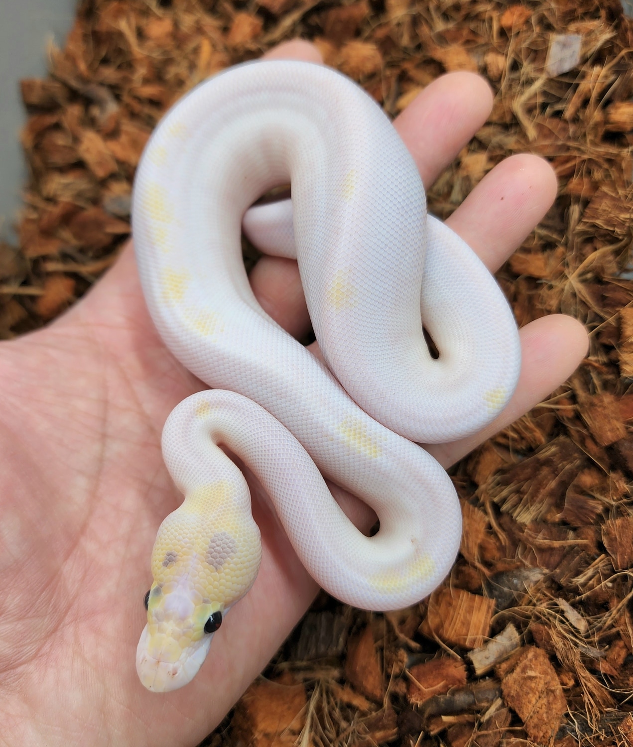 Super Fire Pied Leopard Od Yb Ball Python by Bobs Balls - MorphMarket
