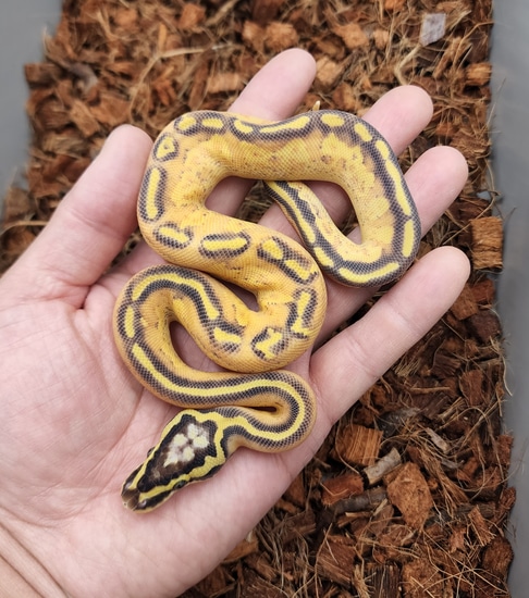Pastel Enchi Cypress Freeway Ball Python by Bobs Balls