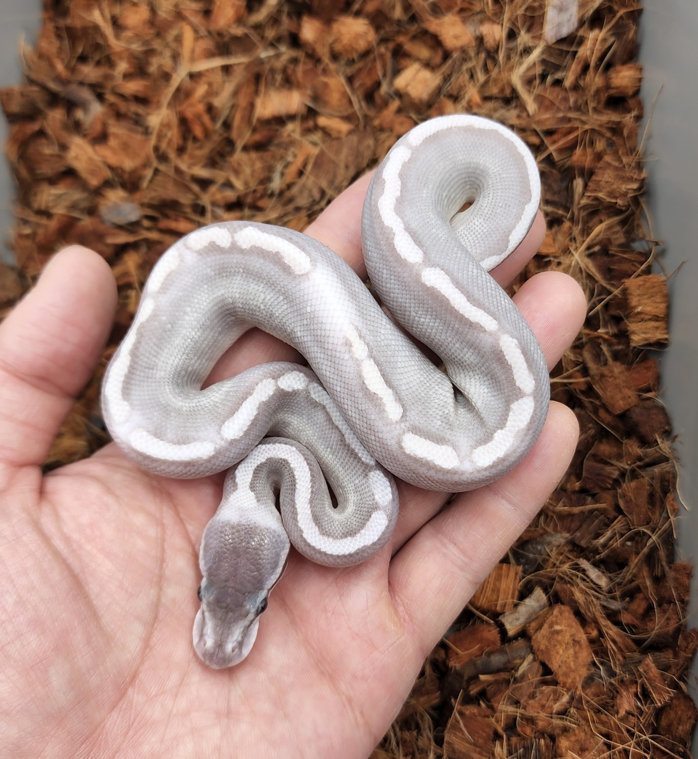 Ghi Super Mystic Ball Python by Bobs Balls - MorphMarket