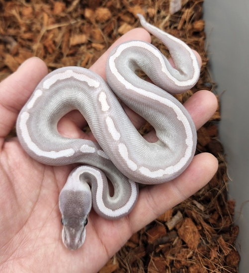 Ghi Super Mystic Ball Python by Bobs Balls