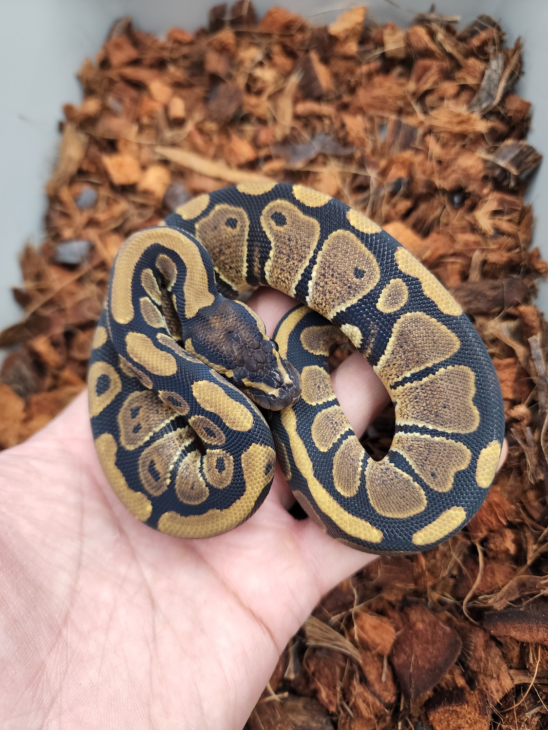 Dh Dg Pied Ball Python by Bobs Balls - MorphMarket