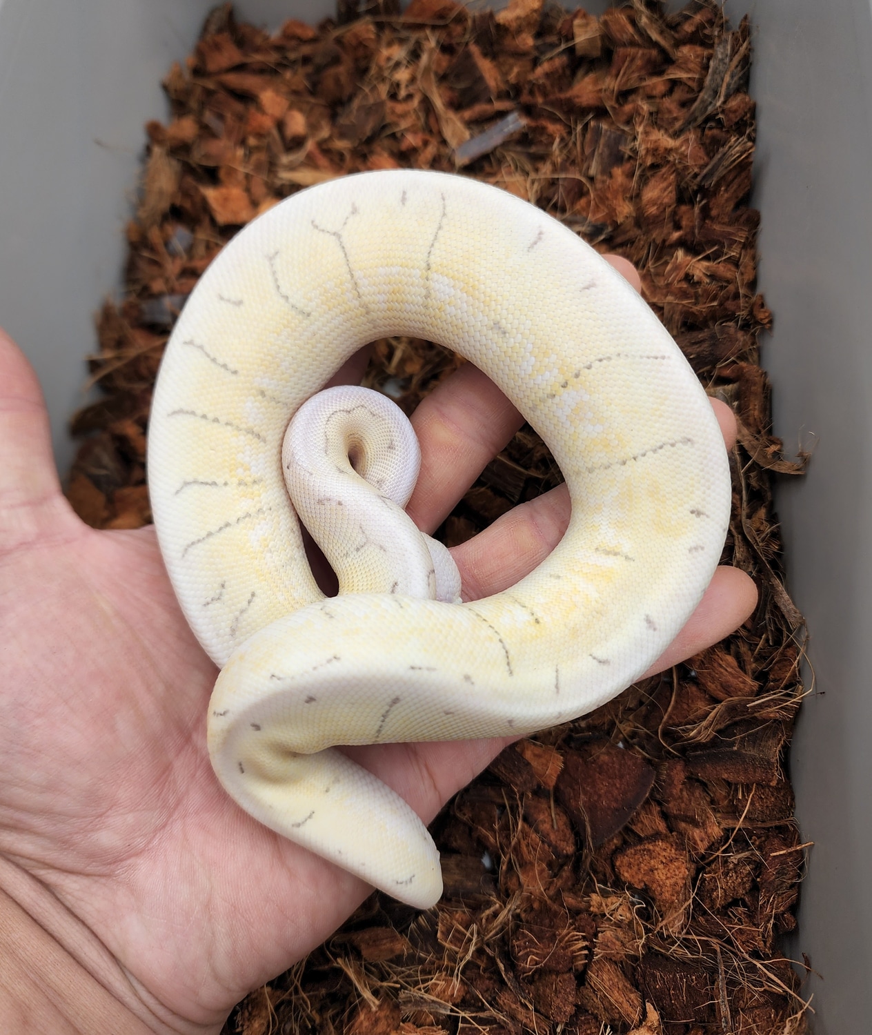 Spinnerblast Dg 66% Ph Vpi Axanthic Ball Python by Bobs Balls - MorphMarket