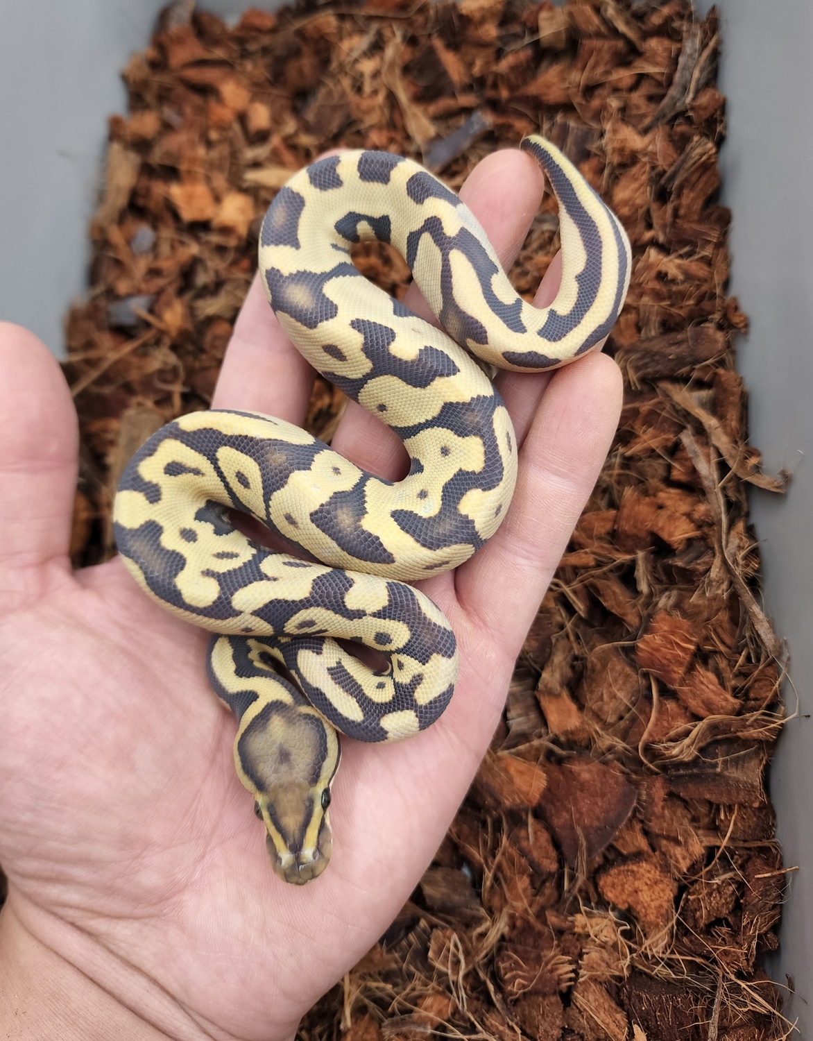 Enchi Leopard Hypo Dg Ball Python by Bobs Balls - MorphMarket