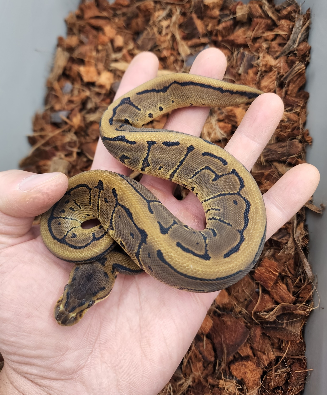 Leopard Pin Het Dg Ball Python by Bobs Balls - MorphMarket