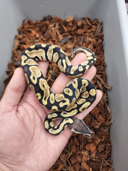 Pastel Het Dg 66% Ph Vpi Axanthic Ball Python by Bobs Balls