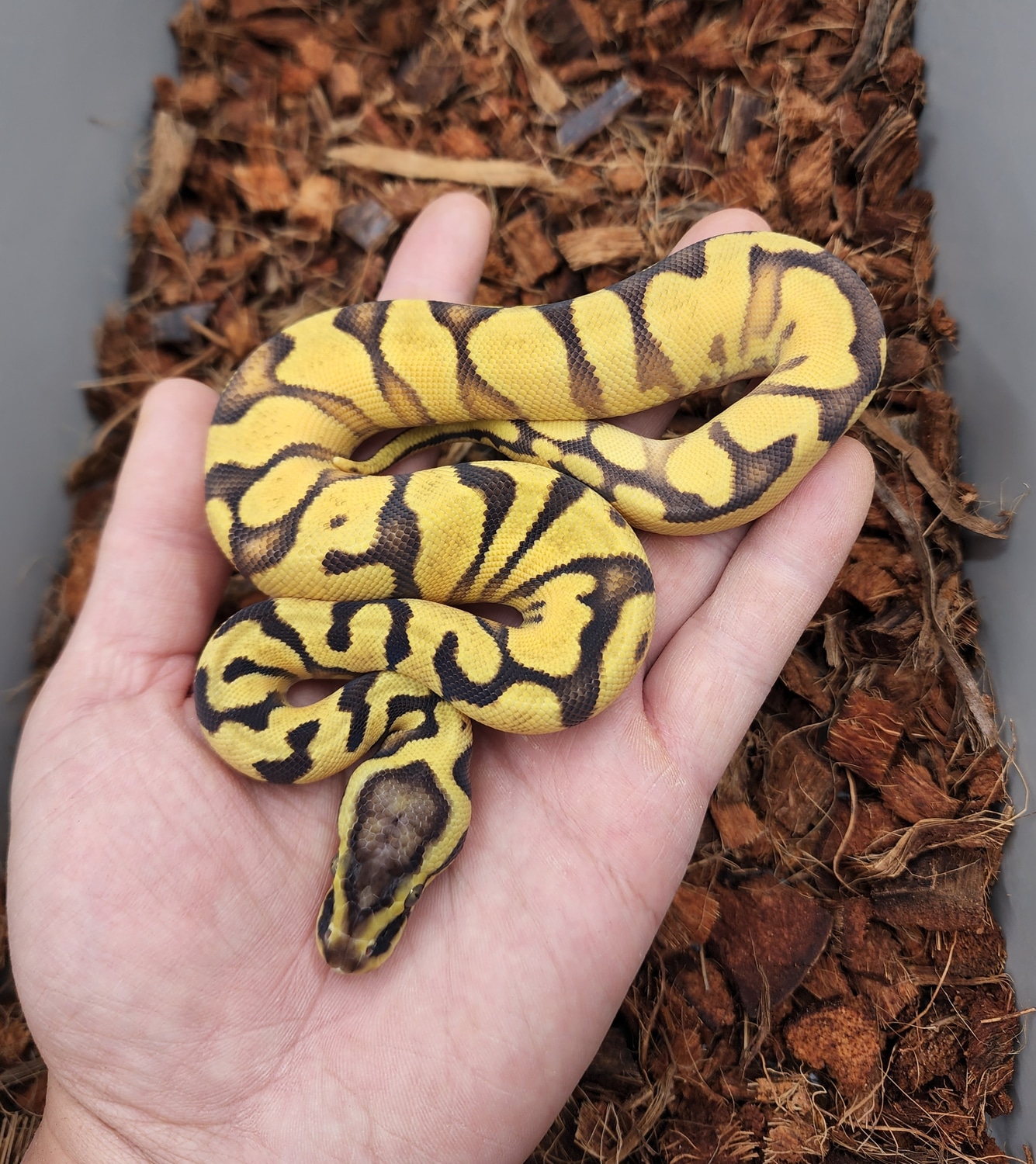 Pastel Od Enchi Yb Dh Dg Pied Ball Python by Bobs Balls - MorphMarket