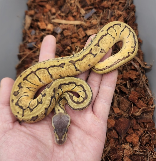 Od Lemonblast Enchi Dh Dg Pied Ball Python by Bobs Balls