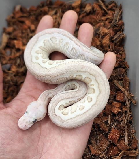 Pastel Lesser Leo Spotnose Mahogany Clown Ball Python by Bobs Balls
