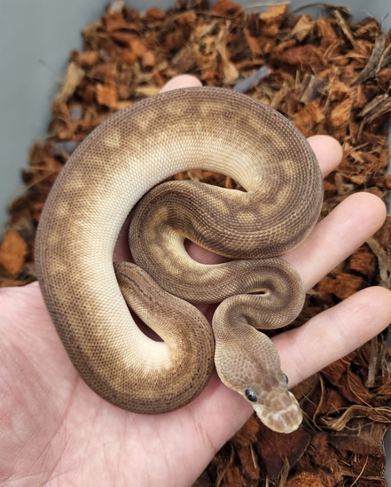 Black Pastel Pin Bongo Clown Ball Python by Bobs Balls