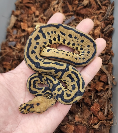 Batman Ball Python by Bobs Balls
