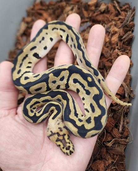 Batman Ball Python by Bobs Balls