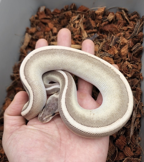 Cypress Redstripe Cinny Mojave Fire Het Clown Ball Python by Bobs Balls