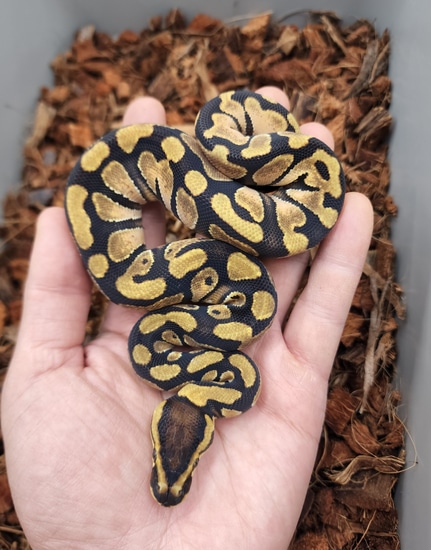 Enchi Sugar Het Clown Ball Python by Bobs Balls