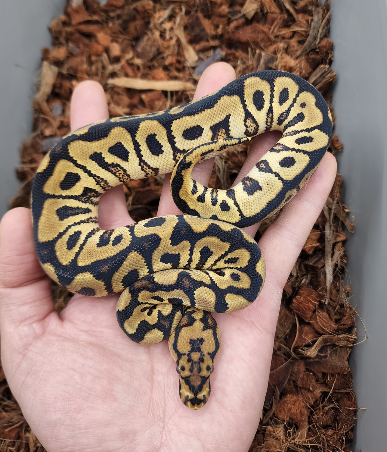 Spotnose Clown Ball Python by Bobs Balls - MorphMarket
