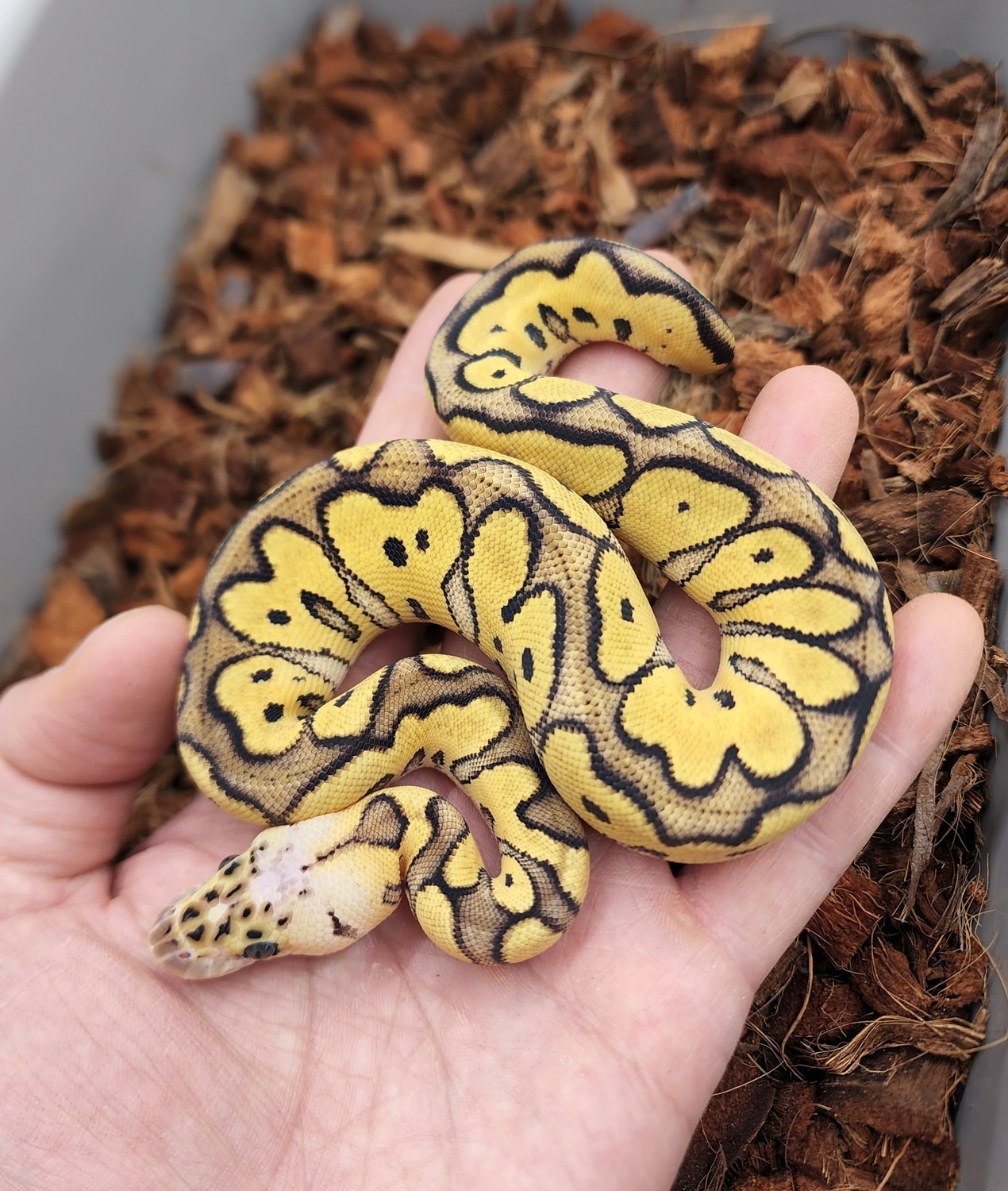 Pastel Redstripe Yb Clown Ball Python by Bobs Balls - MorphMarket