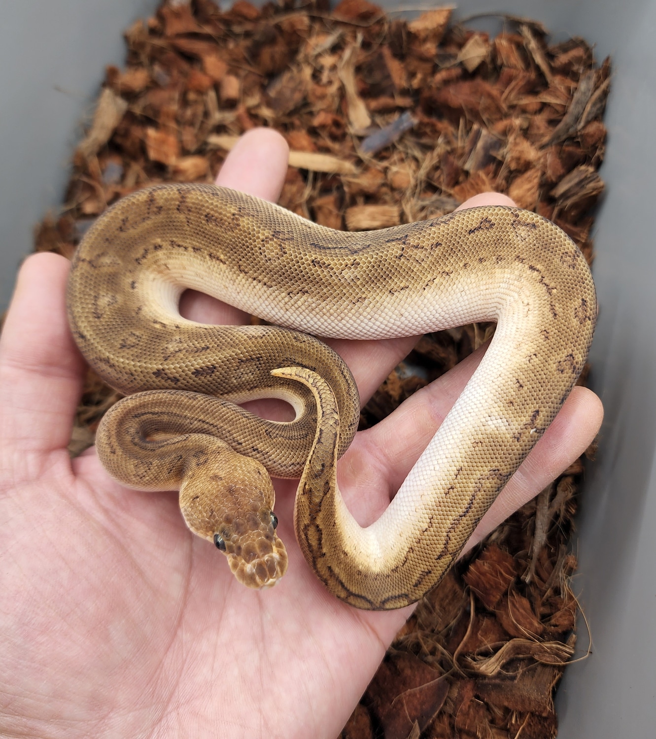 Pinstripe Bongo Clown Ball Python by Bobs Balls - MorphMarket