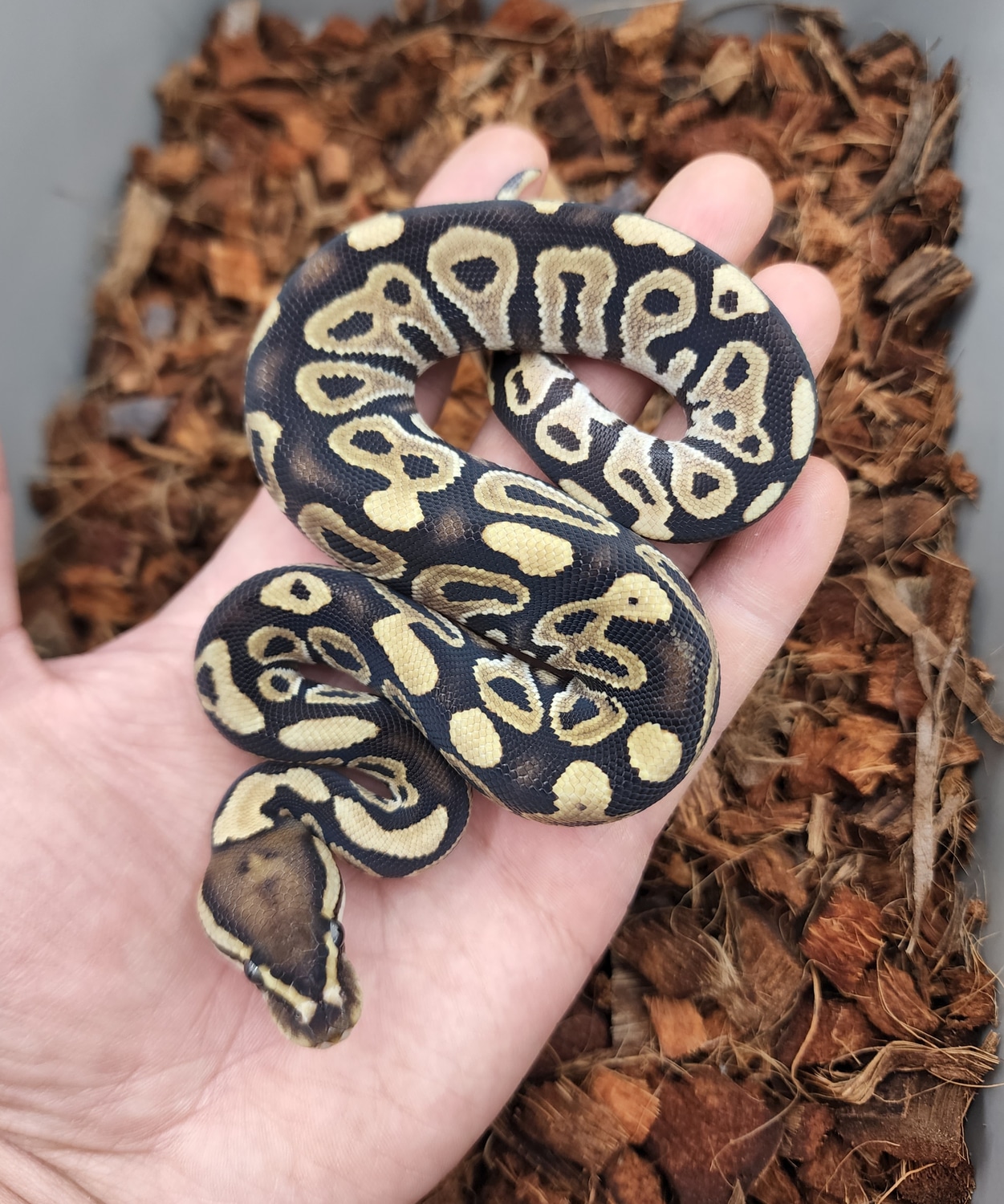Black Pastel Disco Lace Het Clown Ball Python by Bobs Balls - MorphMarket