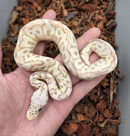 Pastel Banana Spotnose Clown Ball Python by Bobs Balls