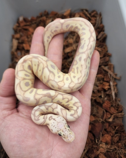 Pastel Banana Spotnose Clown Ball Python by Bobs Balls