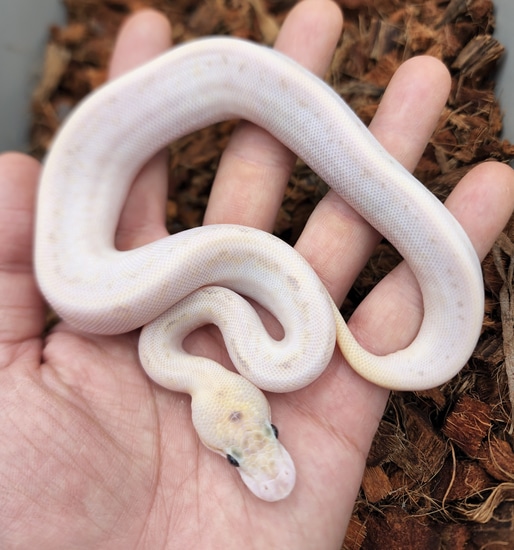 Ivory Clown Poss Leo Spotnose Ghi Ball Python by Bobs Balls