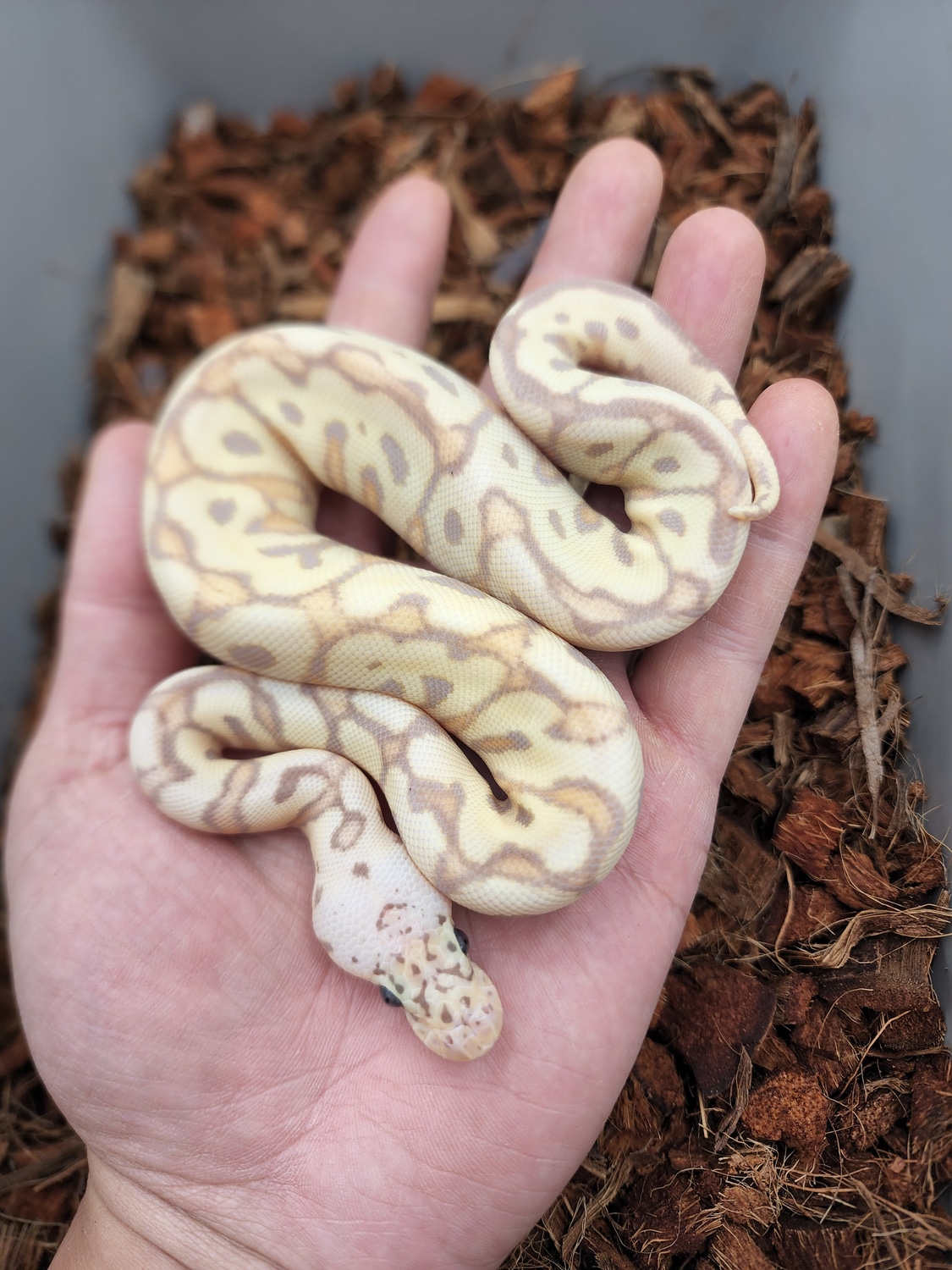 Pastel Banana Spotnose Clown Ball Python by Bobs Balls - MorphMarket