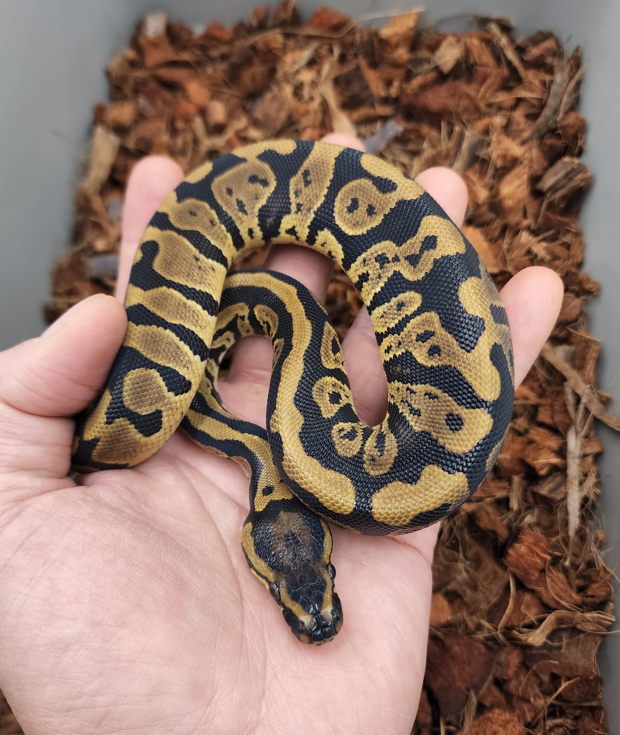 Confusion Het Clown Ball Python by Bobs Balls - MorphMarket