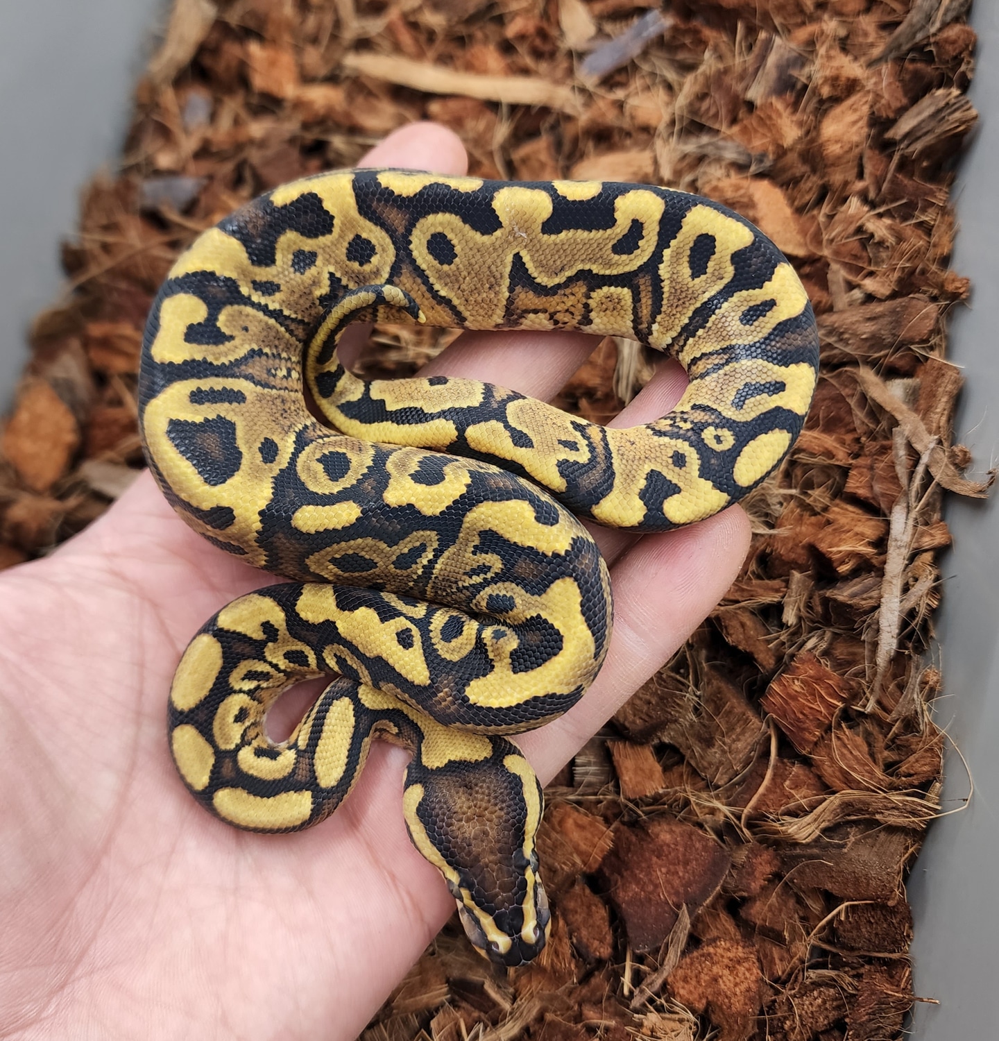Redstripe Yb Het Clown Ball Python by Bobs Balls - MorphMarket
