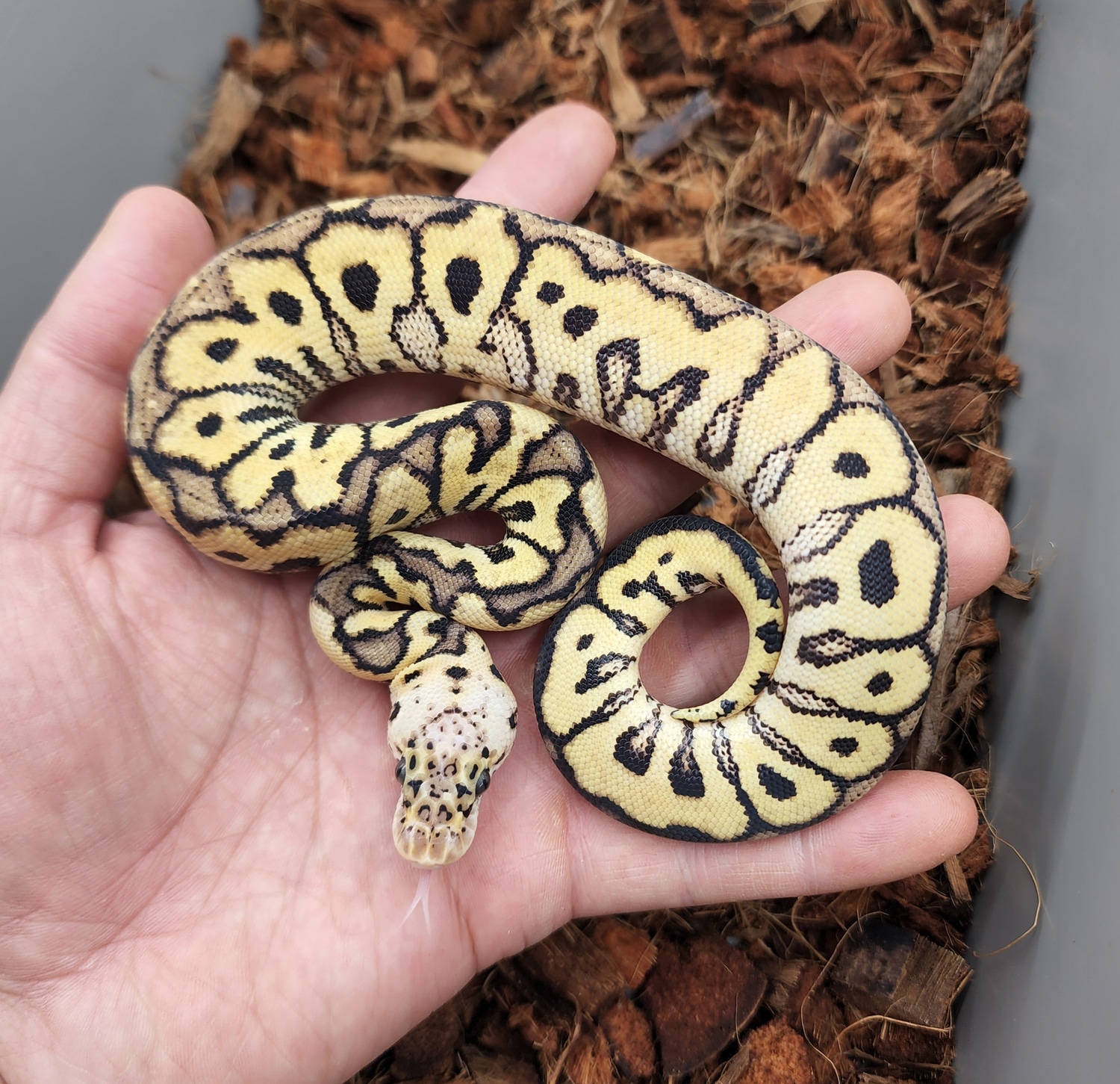 Pastel Spotnose Clown Ball Python by Bobs Balls - MorphMarket
