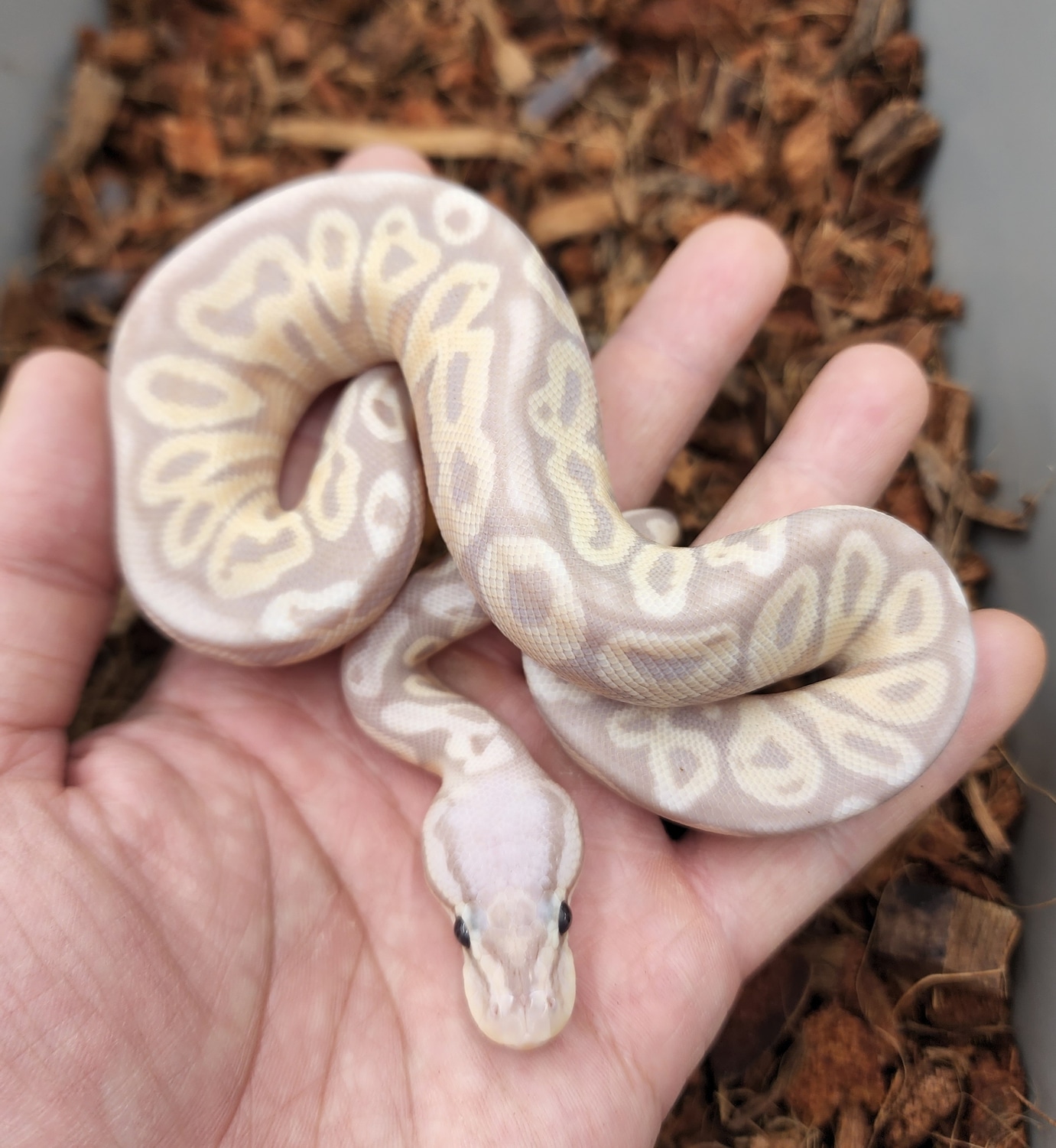 Pastel Banana Lace Ball Python by Bobs Balls - MorphMarket