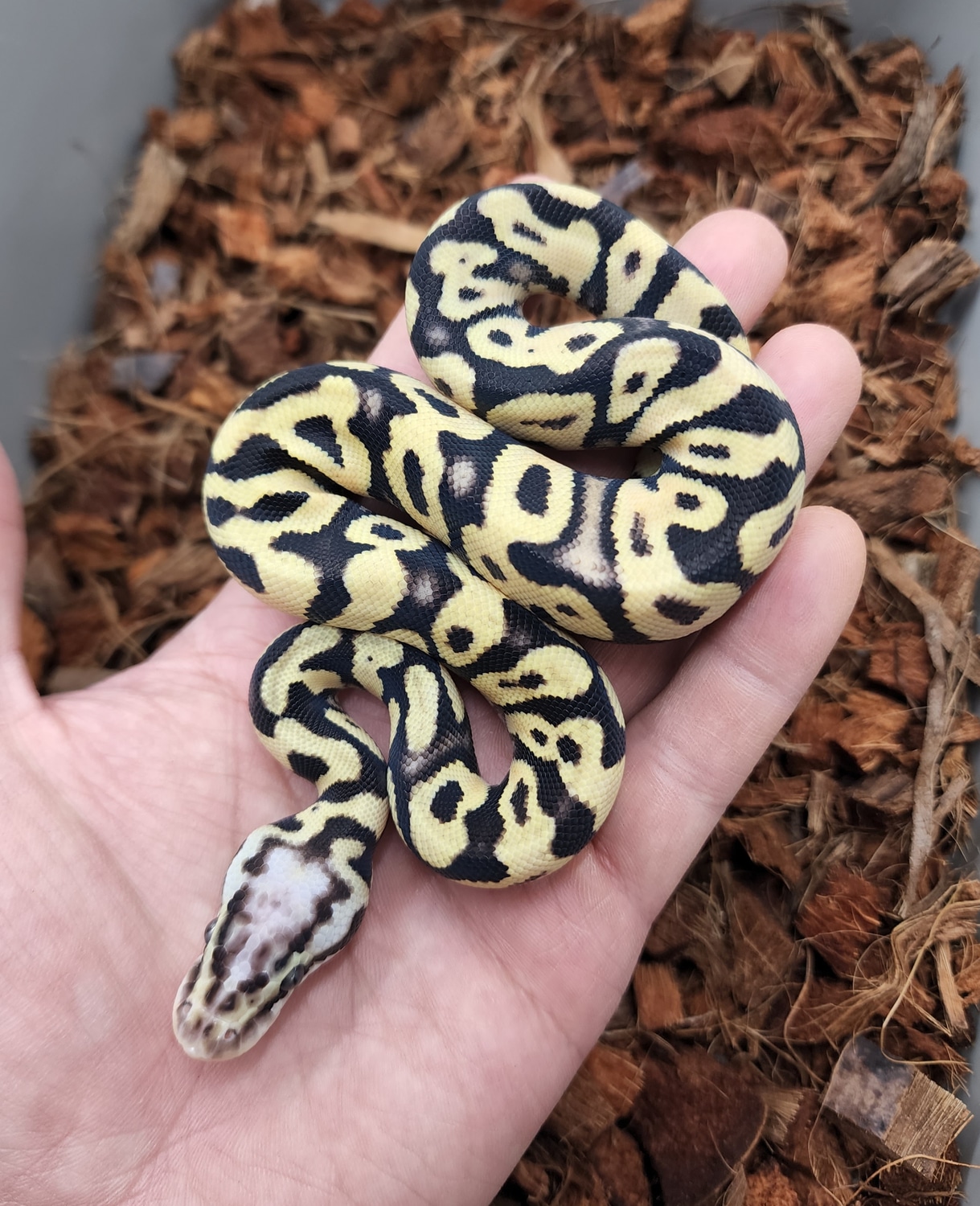 Od Firefly Yb Spotnose Het Dg 66% Ph Clown Ball Python by Bobs Balls ...