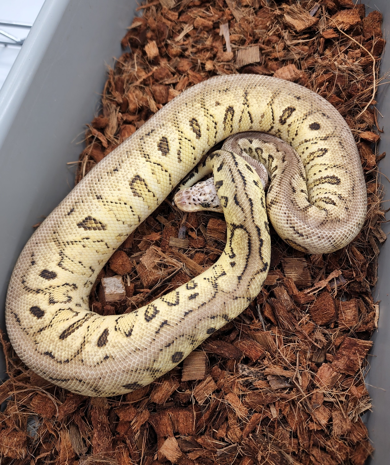 Pastel Spotnose Special Clown Ball Python by Bobs Balls - MorphMarket
