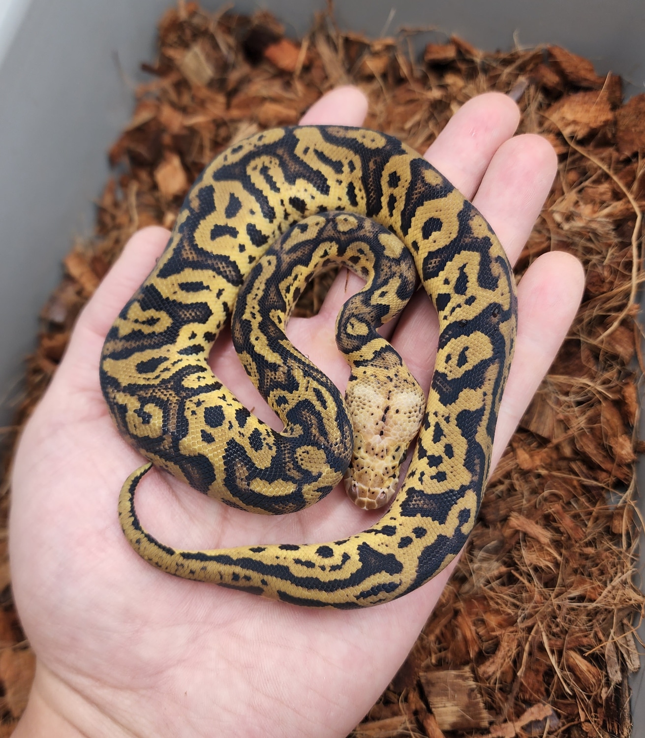 Pastel Confusion Clown Ball Python by Bobs Balls - MorphMarket